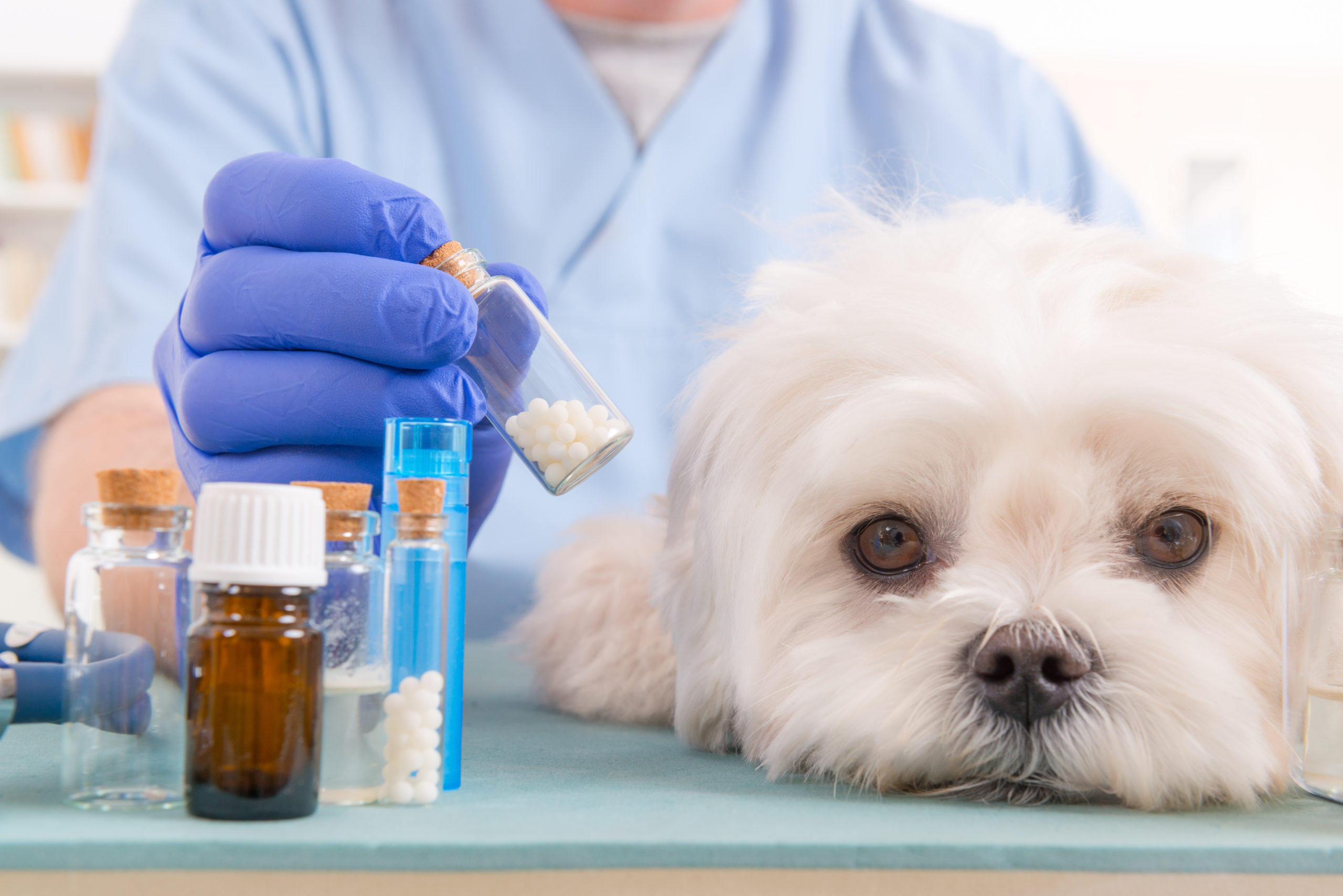 Animal Drug Compounding FDA s New Guidance And Impacts On Industry Animal Drug Compounding FDA s New Guidance And Impacts On Industry