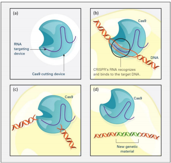 The Future of Food? CRISPR-Edited Agriculture - Food and Drug Law ...